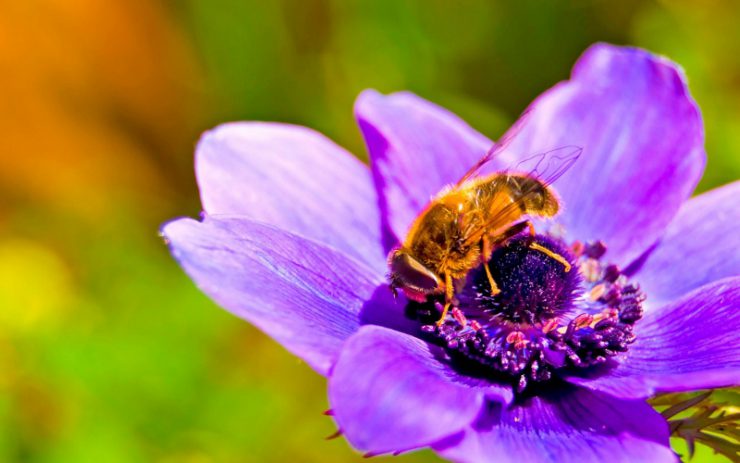 Insectos silvestres benefician a la agricultura - Aptus | Noticias de ...