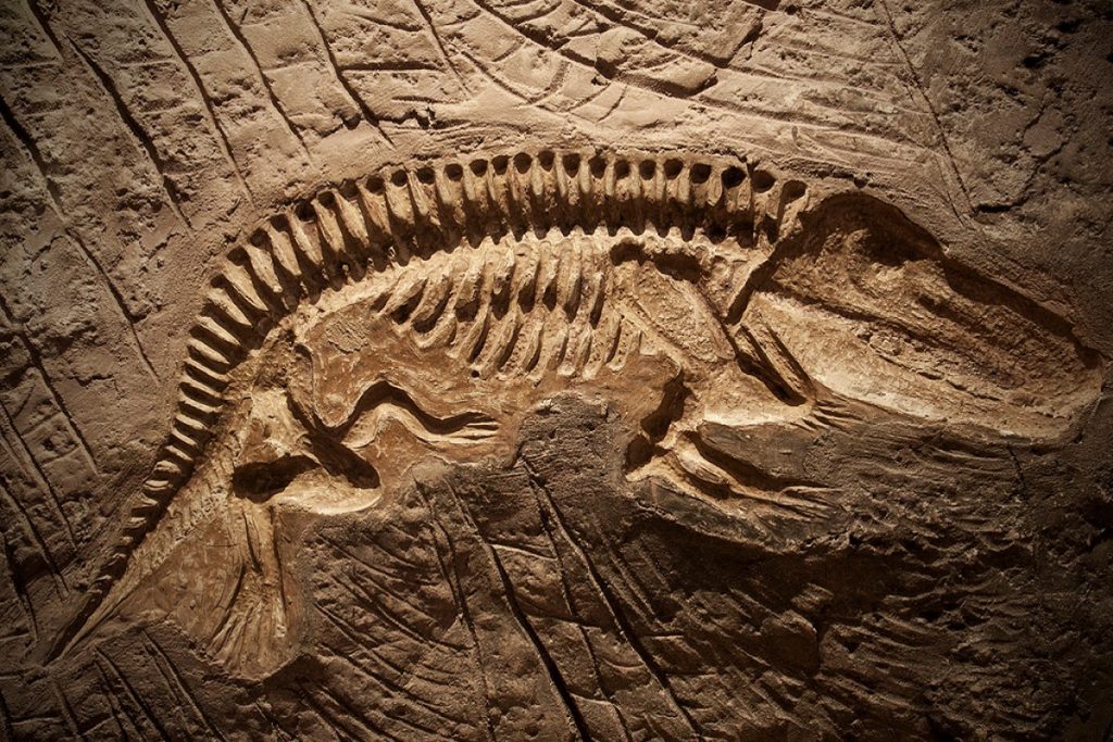 Paleontología: "En Santiago podemos encontrar restos de animales ...