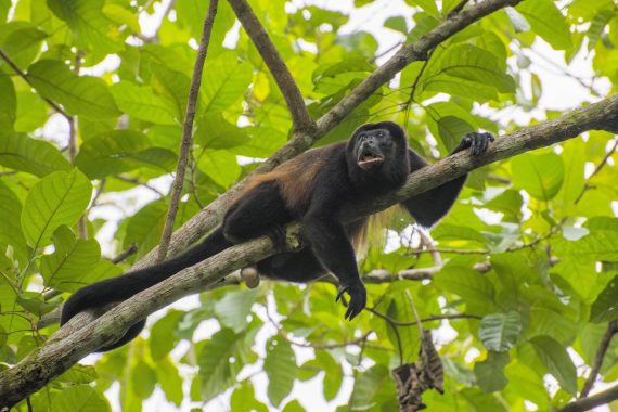 Ciencias Naturales: Declaran al mono carayá negro y dorado como ...